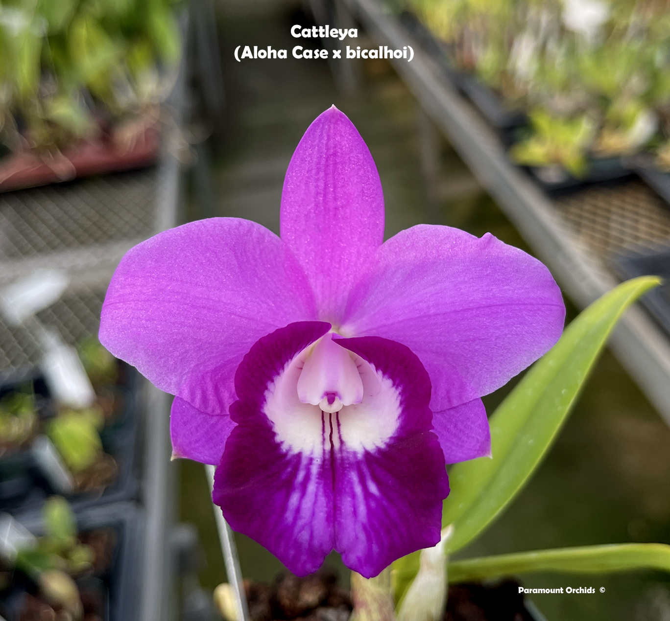 Cattleya Family